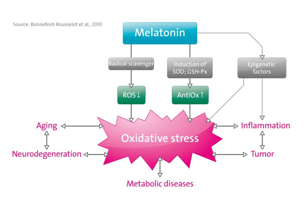 Melatonin: action as antioxidant and potential applications in human ...