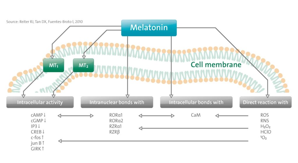 Melatonin: a multitasking molecule. – Melatonin Facts
